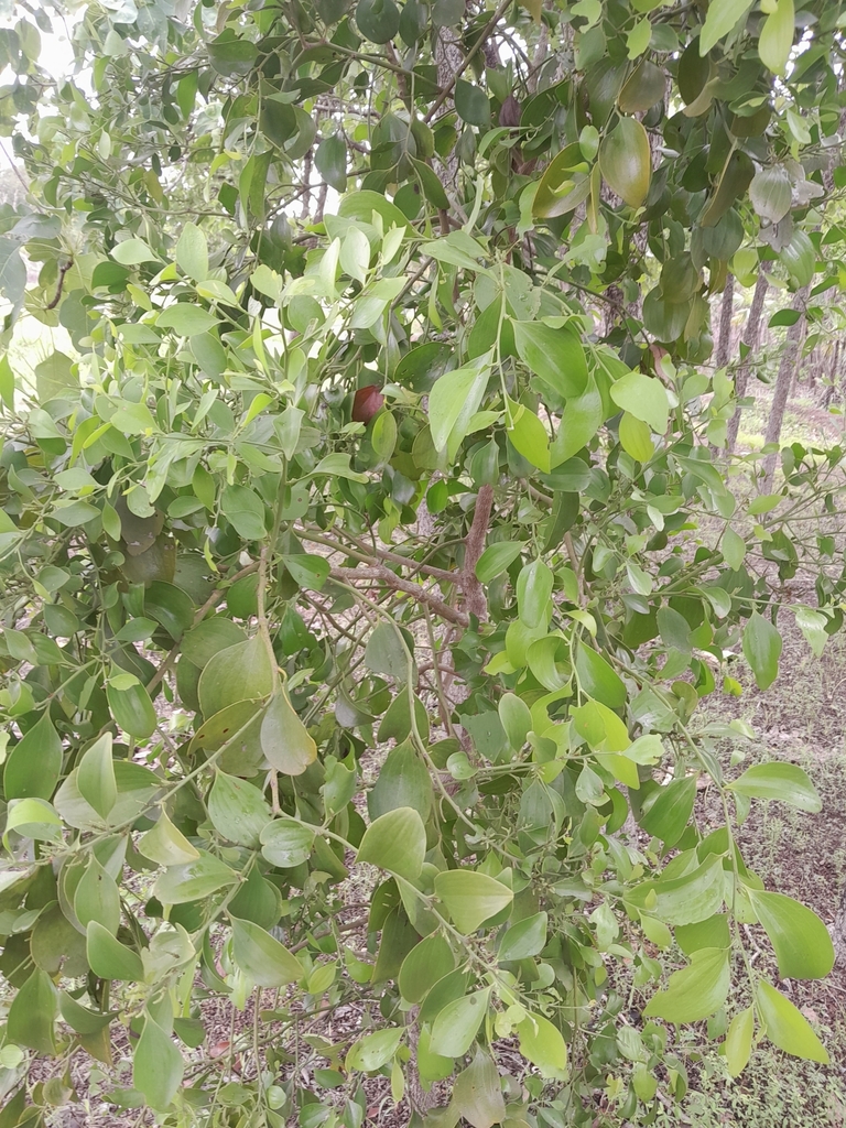 Broad Leaved Native Cherry from Holmes NT 0812, Australia on January 9 ...