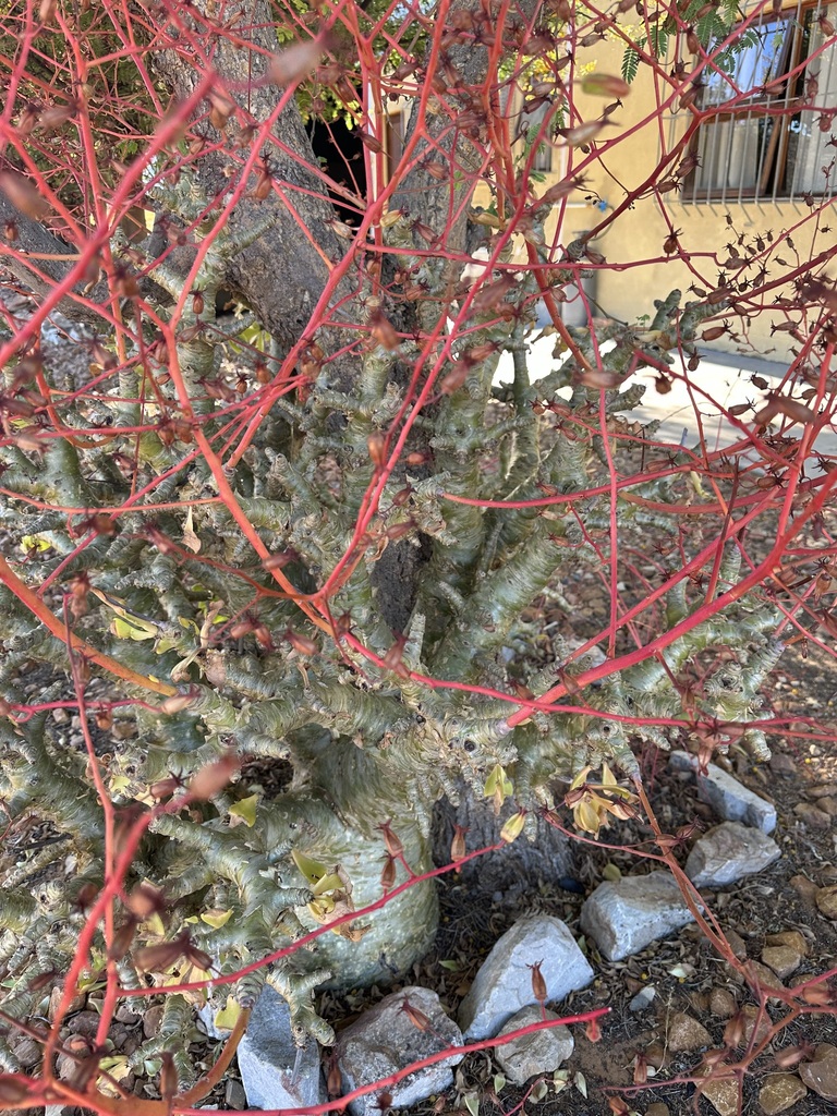 Botterboom from Cape Winelands District Municipality, South Africa on ...