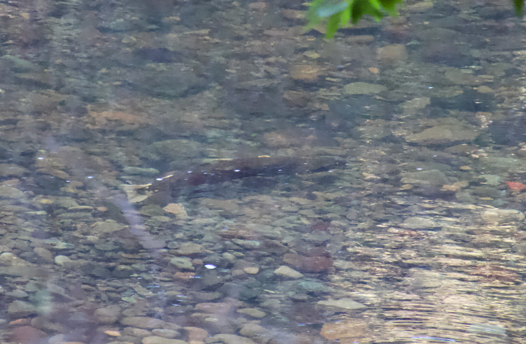 Coho Salmon from Samuel P. Taylor State Park on January 7, 2024 at 03: ...