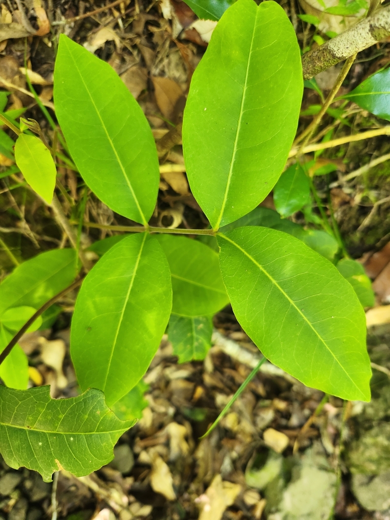 Bennett's Ash from Tallebudgera QLD 4228, Australia on December 28 ...