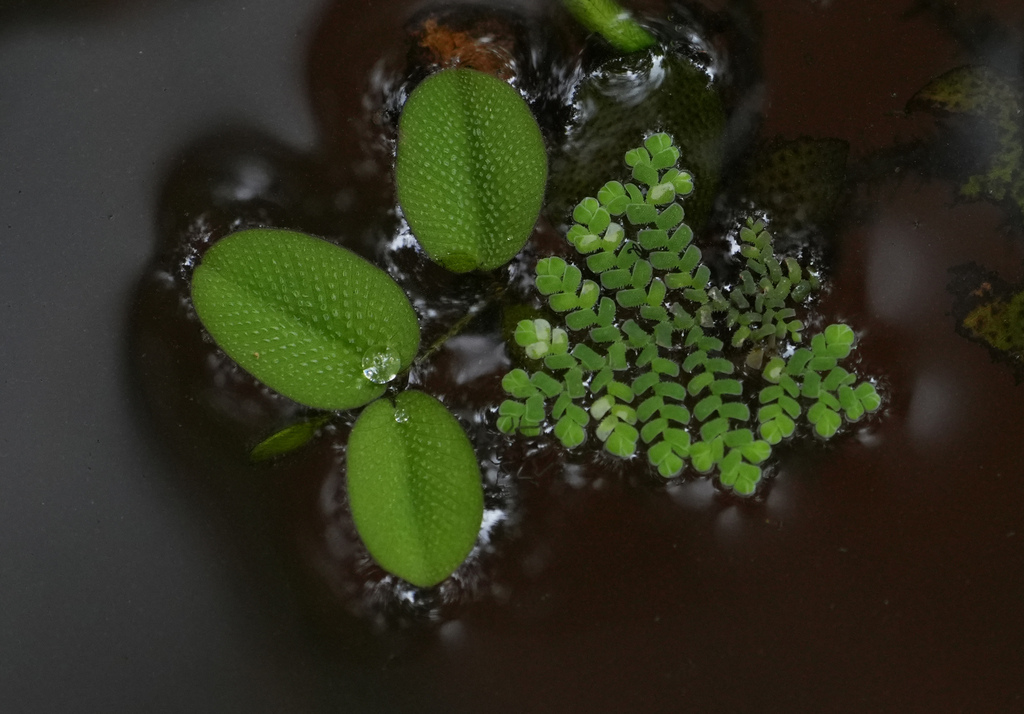Mosquito Ferns from East Barron QLD 4883, Australia on November 28 ...
