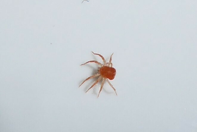 Whirligig Mites from Waikouaiti, New Zealand on January 1, 2024 at 07: ...