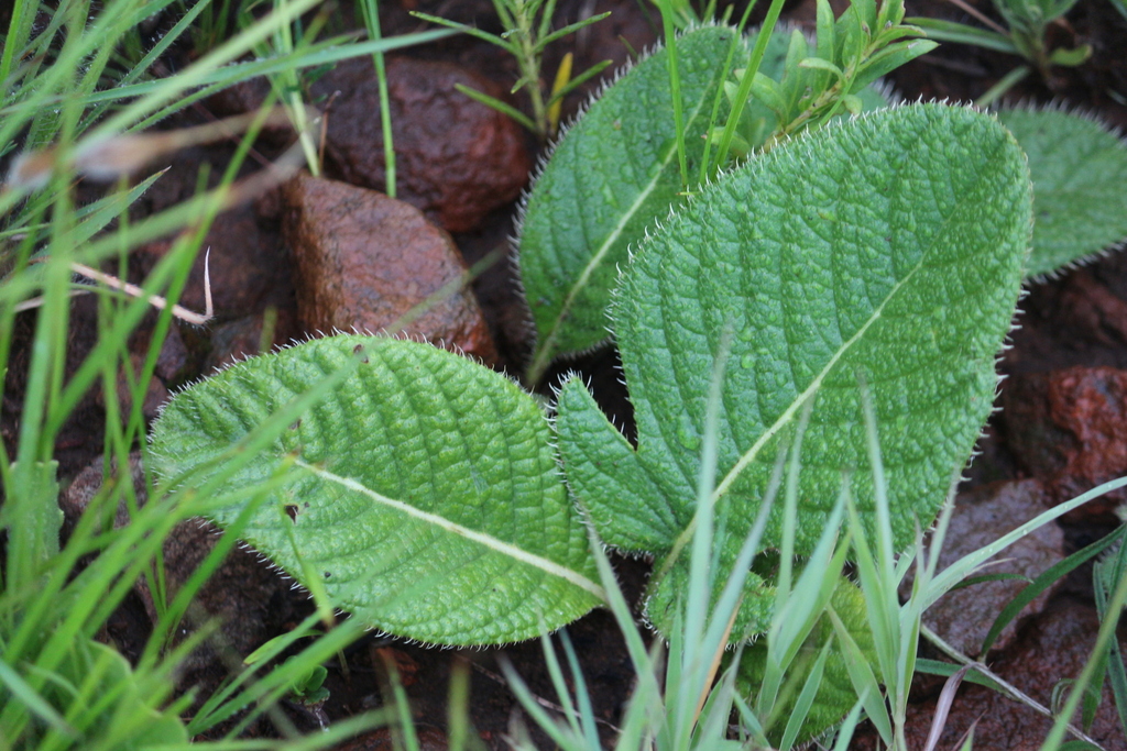 Bristle African Thistle from West Rand District Municipality, South ...