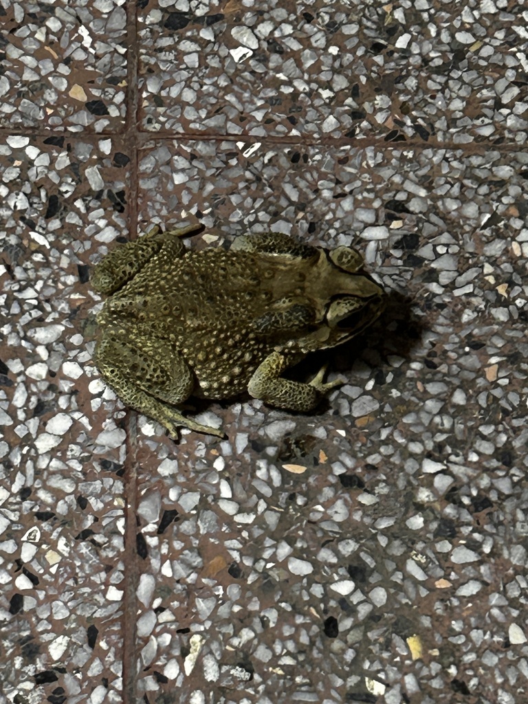 Asian Common Toad from Pradiphat Rd., Bangkok, Bangkok, TH on January 9 ...