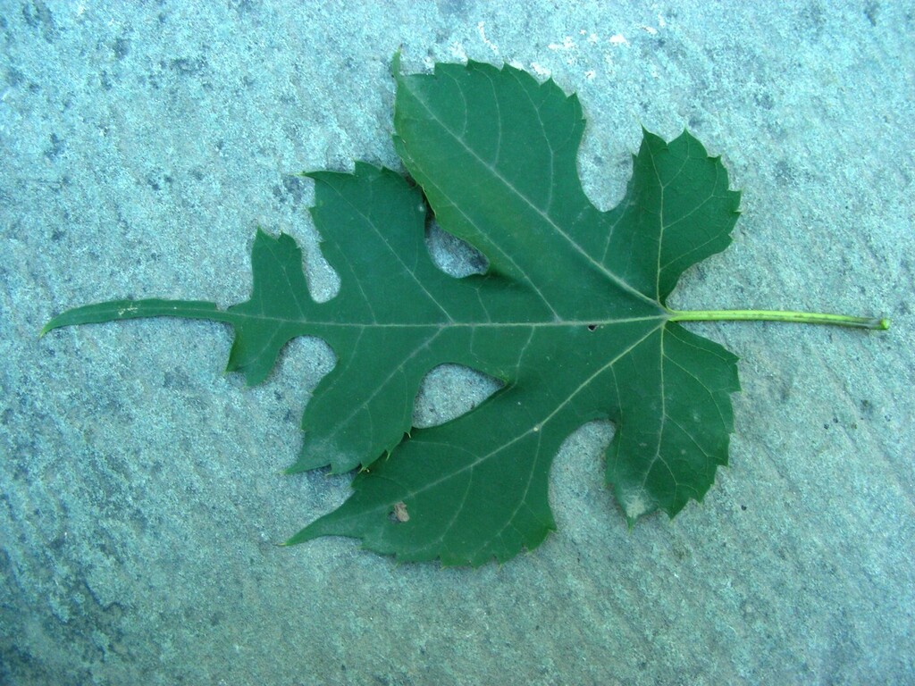 Morus mongolica from Haidian, Peking, China on September 12, 2009 at 10 ...