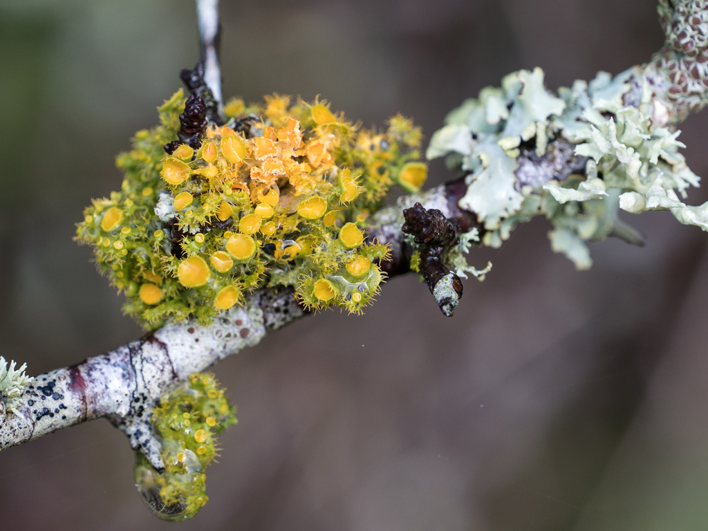 Golden-eye Lichen from 35160 Monterfil, France on January 6, 2024 at 11 ...