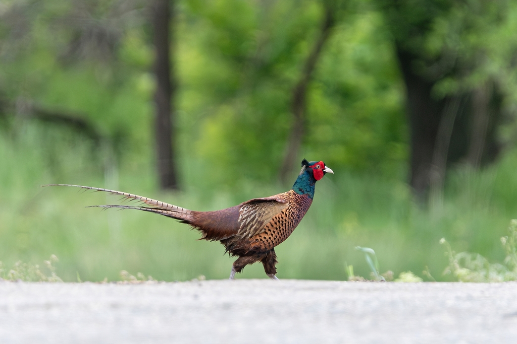 Northern Caucasian Pheasant from Ипатовский р-н, Ставропольский край ...