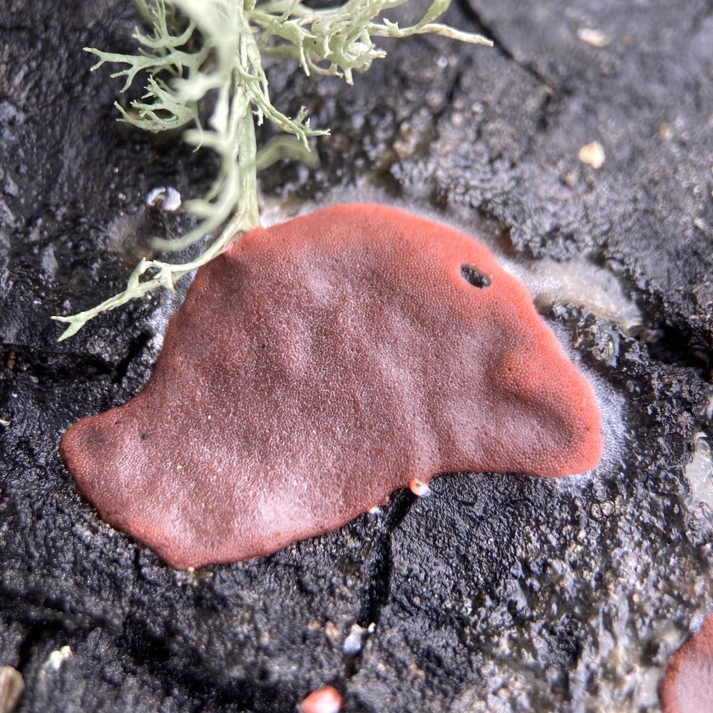 Dictydiaethalium plumbeum in January 2024 by melster. Observed this ...