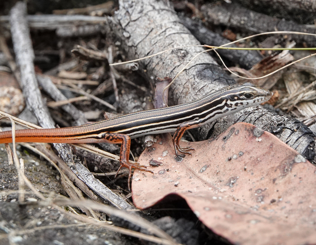 Copper-tailed Skink from Mulgoa NSW 2745, Australia on January 5, 2024 ...