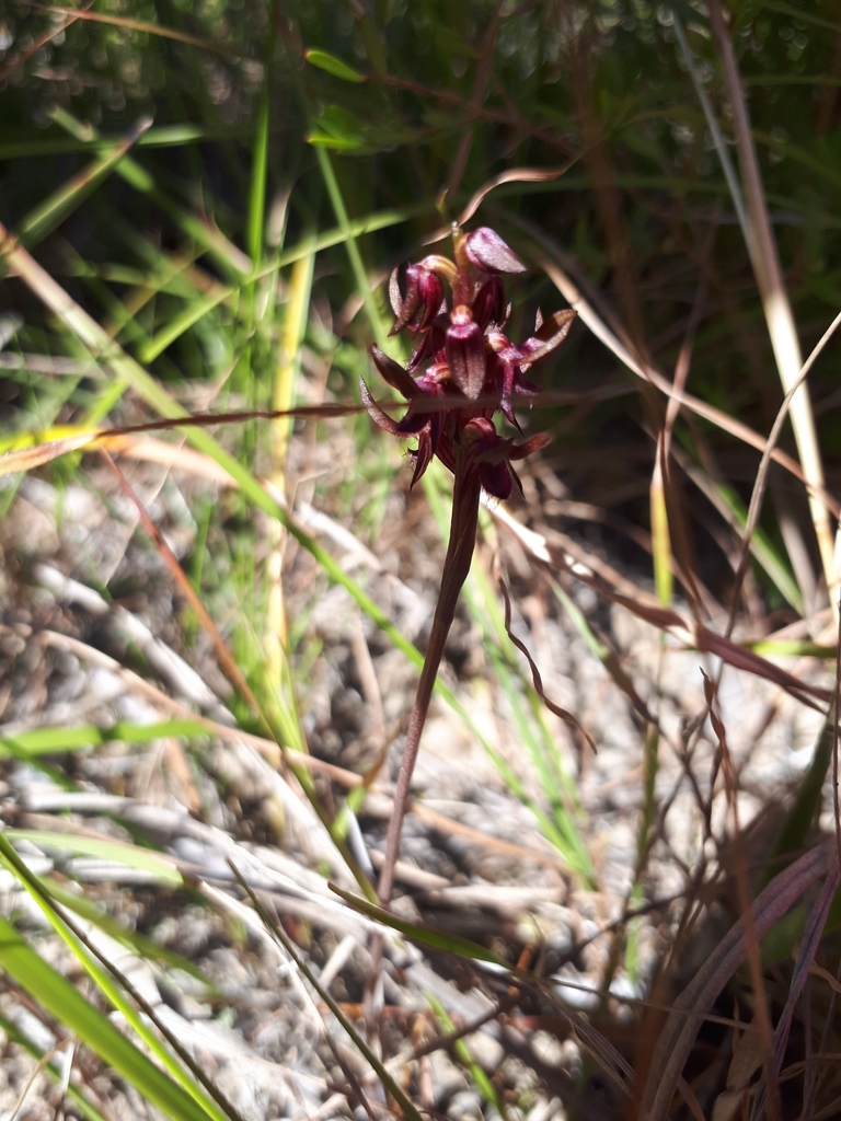 Genoplesium insigne in October 2018 by Shelomi Doyle. Location ...