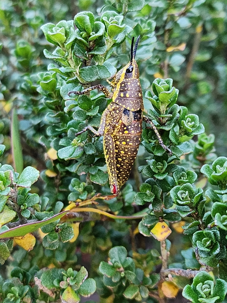 Spotted Mountain-grasshopper in January 2024 by asmolgremlin · iNaturalist