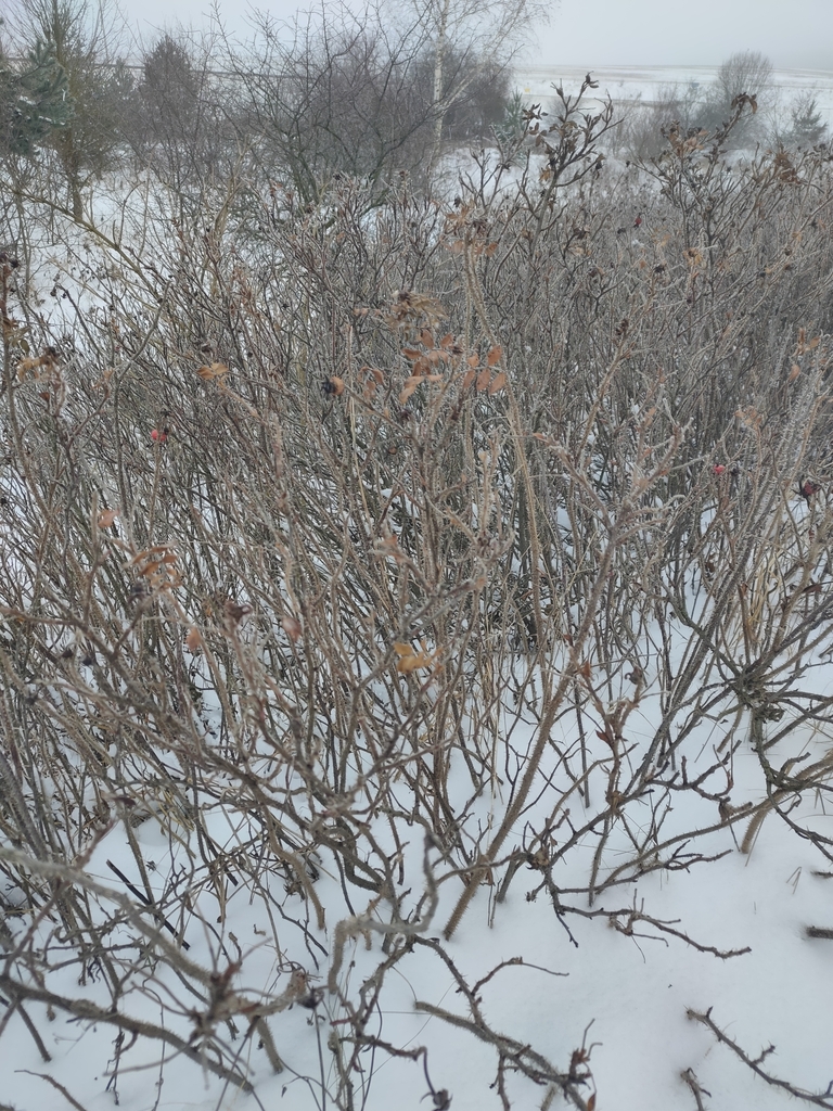 rugosa rose from Vawkavysk, BY-HR, BY on January 10, 2024 at 01:15 PM ...