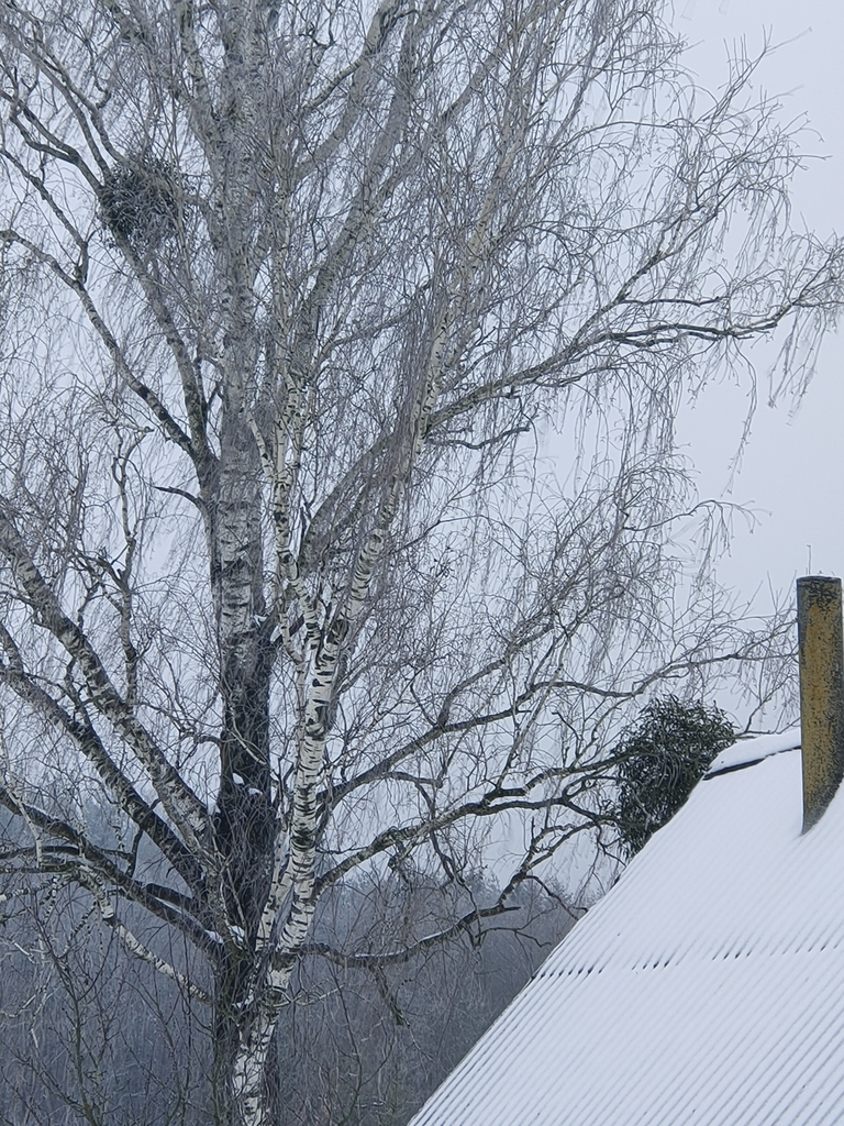 European mistletoe from Vawkavysk, BY-HR, BY on January 10, 2024 at 01: ...