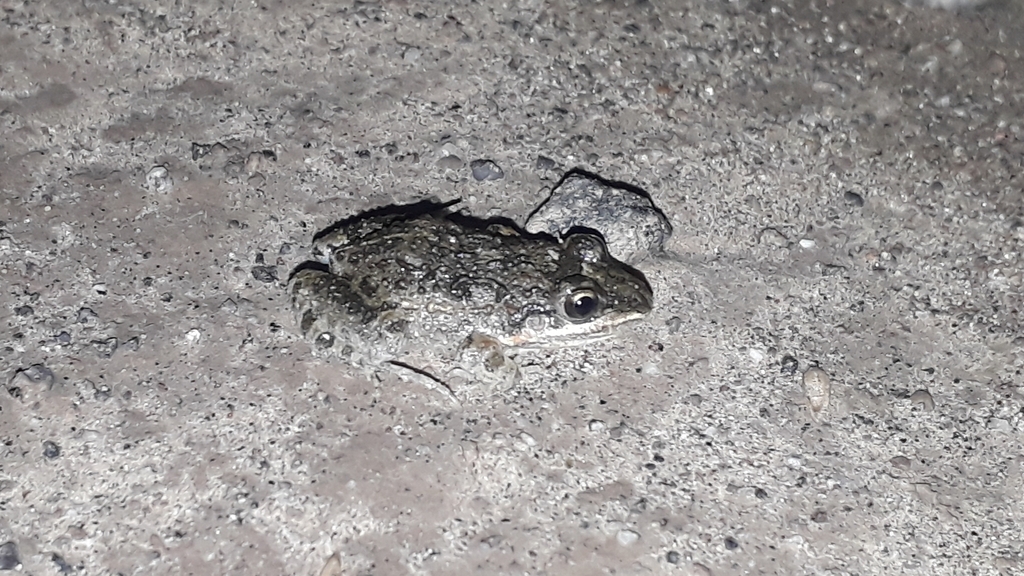 Oven Frog from Las Colonias, Santa Fe, Argentina on January 10, 2024 at ...