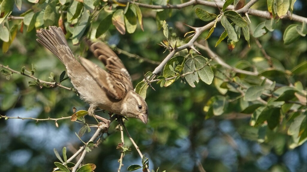 House Sparrow from SGNP MSEB on February 16, 2022 at 09:30 AM by Dinesh ...