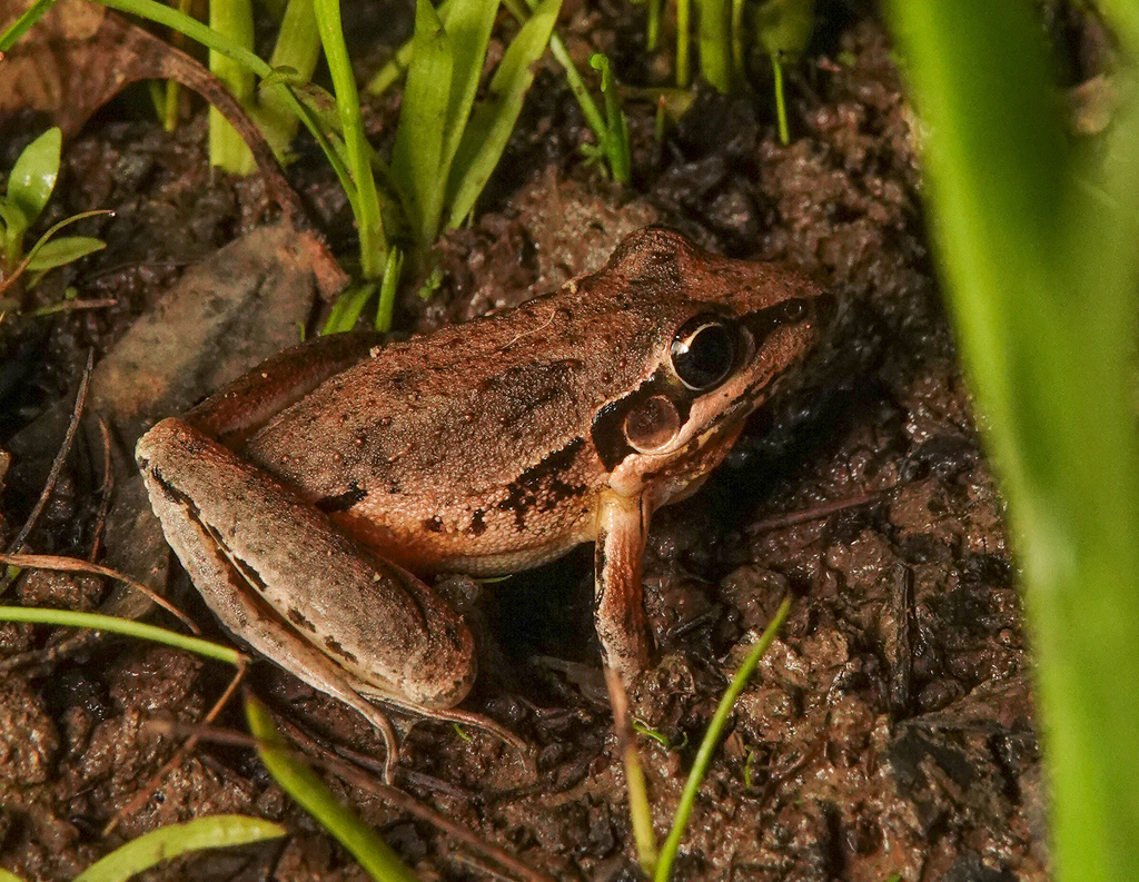 Broad-palmed Frog from Mulgoa NSW 2745, Australia on January 6, 2024 at ...