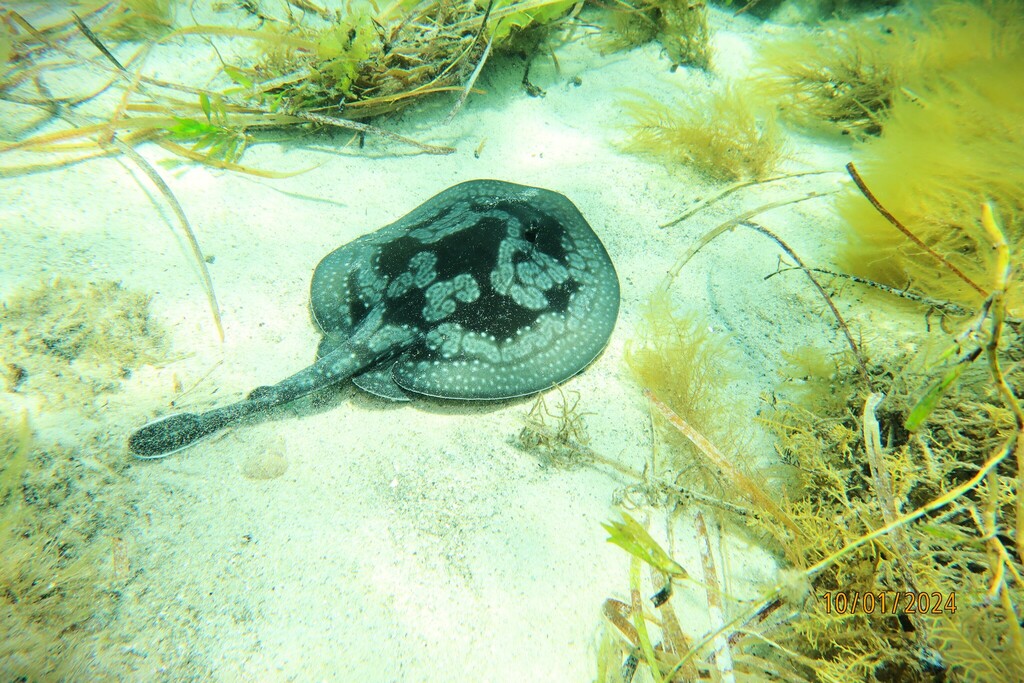 Spotted Stingaree from Second Valley Beach on January 10, 2024 at 12:58 ...