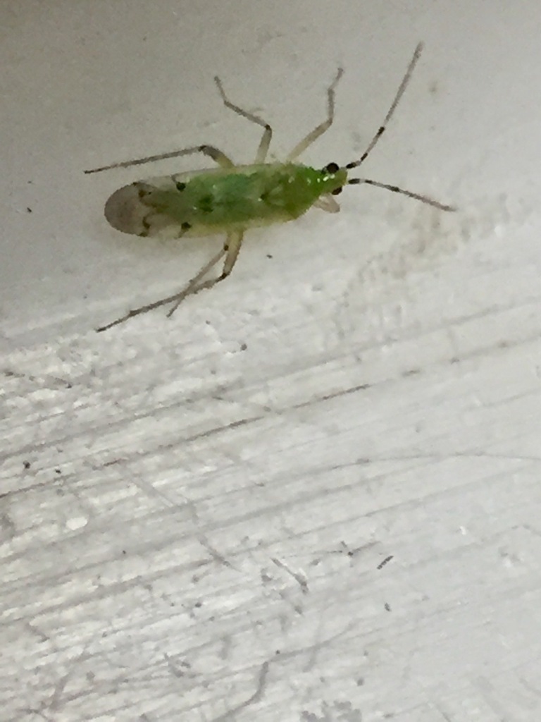 Engytatus nicotianae from Auckland, New Zealand on January 10, 2024 at ...