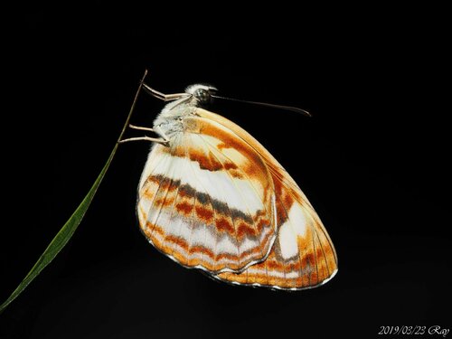 Subspecies Neptis hesione podarces · iNaturalist