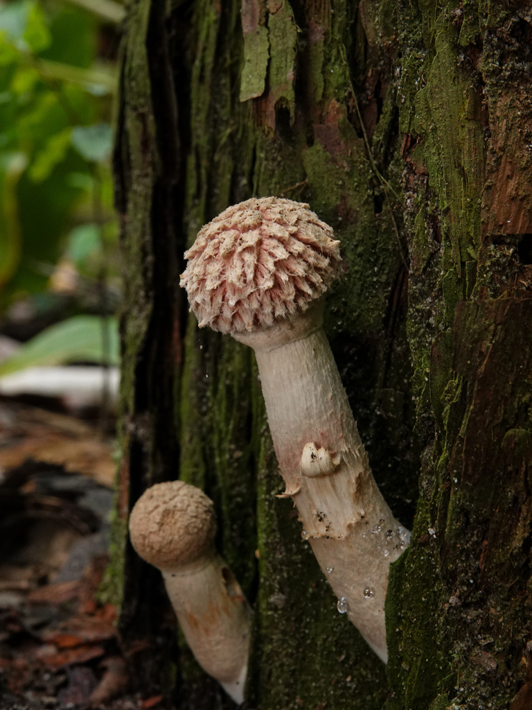 Boletellus from Sydney NSW, Australia on January 9, 2024 at 10:03 AM by ...