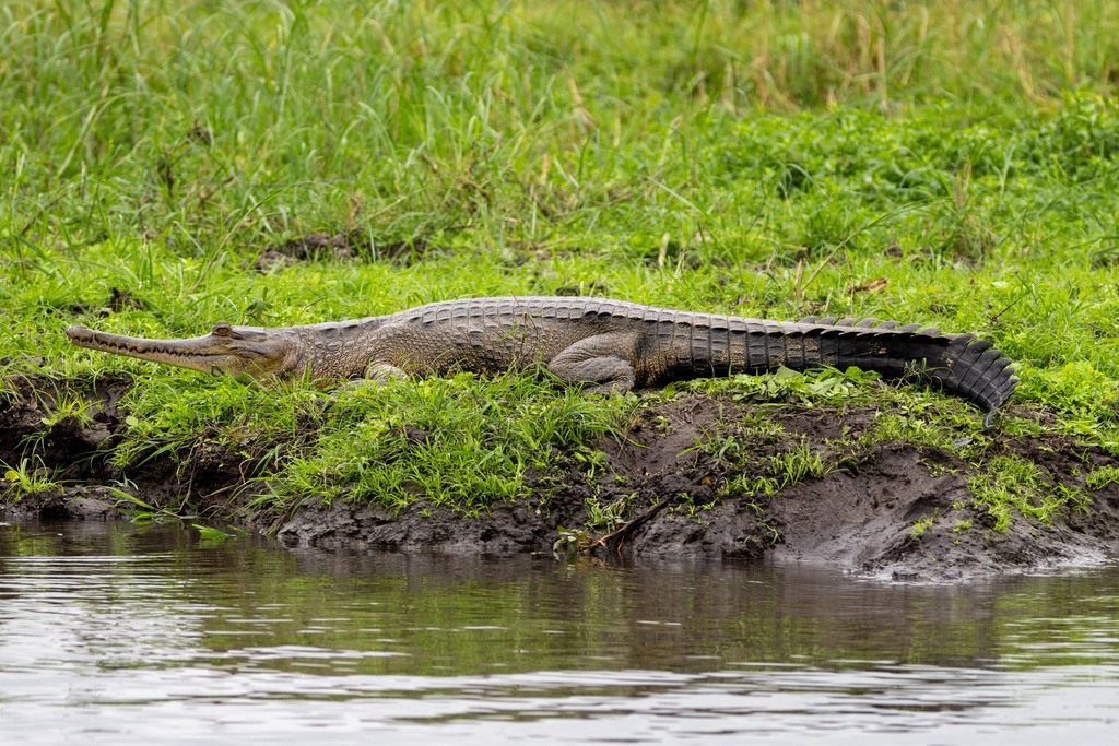 Mecistops leptorhynchus CENTRAL AFRICAN SLENDER-SNOUTED CROCODILE