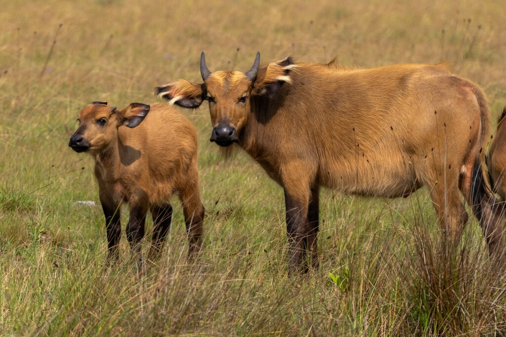 Forest Buffalo in July 2023 by Royle Safaris. Photographer David Clarke ...