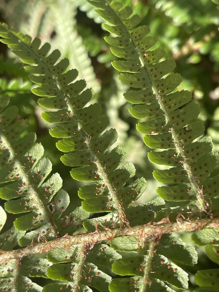 Scaly male fern from Buckthorn Row, Corsham, England, GB on January 10 ...