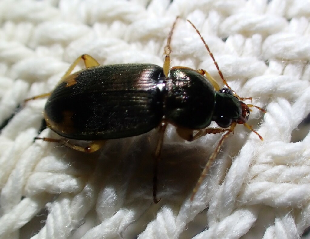 Chlaenius hamifer from Darwin NT, Australia on January 9, 2024 at 10:33 ...