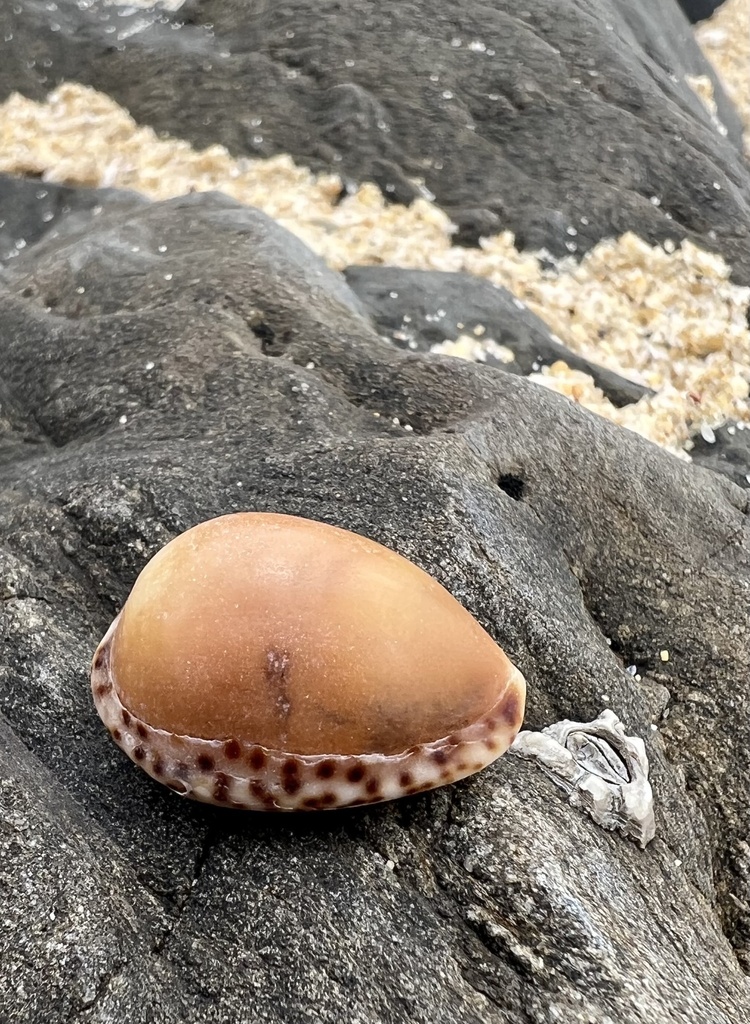 Brown Cowry from Cowrie Bay, Cape Conran, VIC, AU on January 4, 2024 at ...