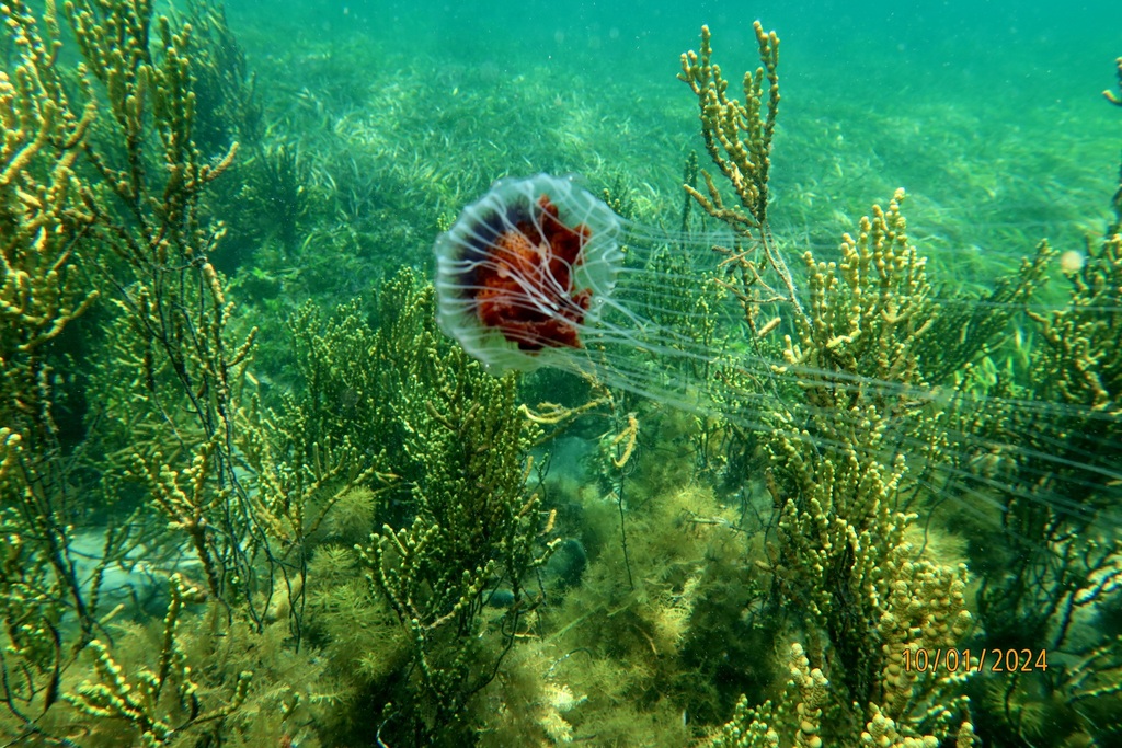 Australian Sea Nettle from Second Valley Beach on January 10, 2024 at ...