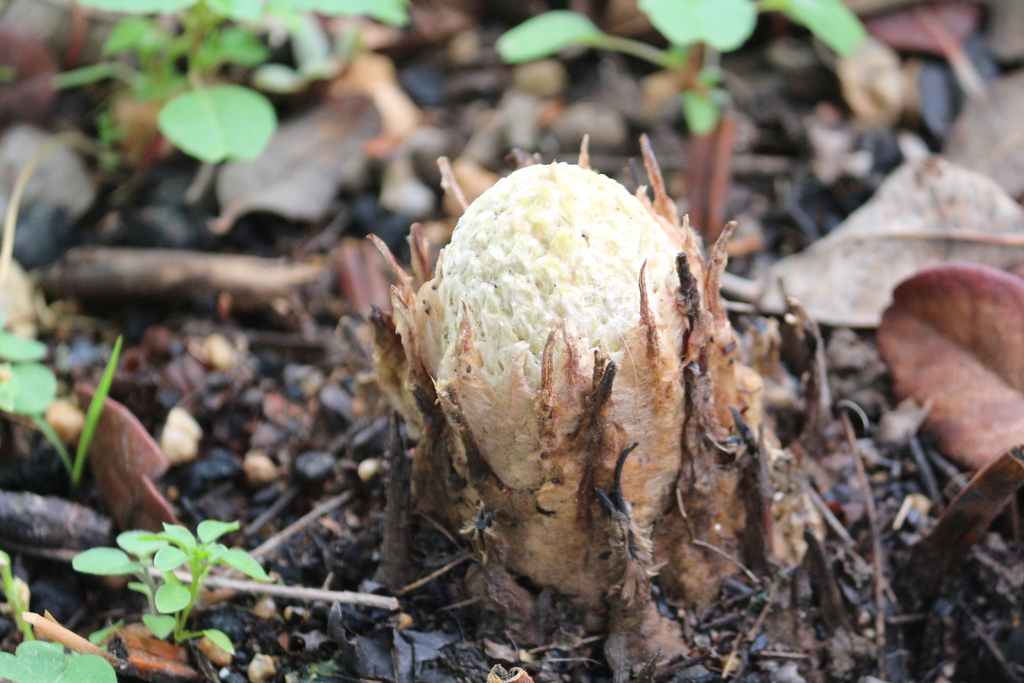 Chestnut Dioon in January 2024 by Kyle Campbell · iNaturalist