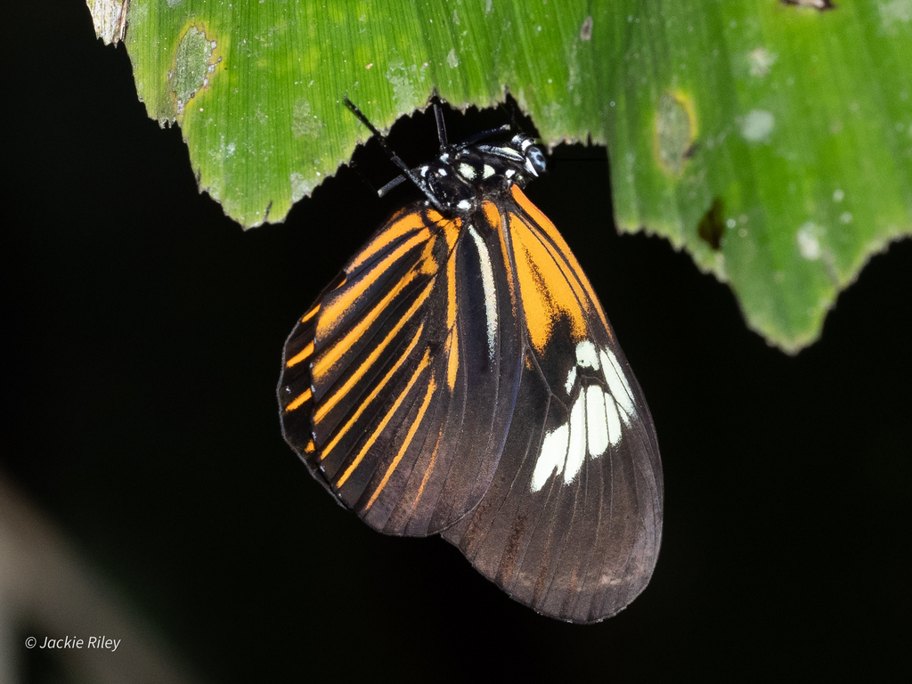 Longwings and Heliconians from ARCC, Lago Soledad, Tambopata, Peru on ...