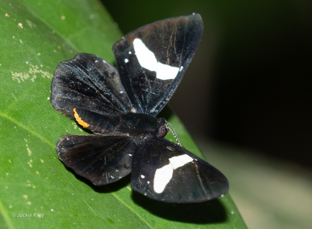 Calydna carneia from ARCC, Lago Soledad, Tambopata, Peru on September 5 ...