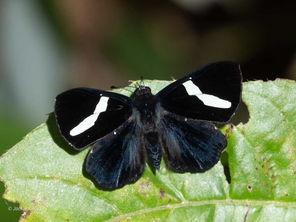 Calydna carneia from ARCC, Lago Soledad, Tambopata, Peru on September 5 ...