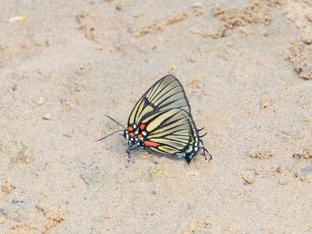 Atlides atys from ARCC, Lago Soledad, Tambopata, Peru on September 5 ...