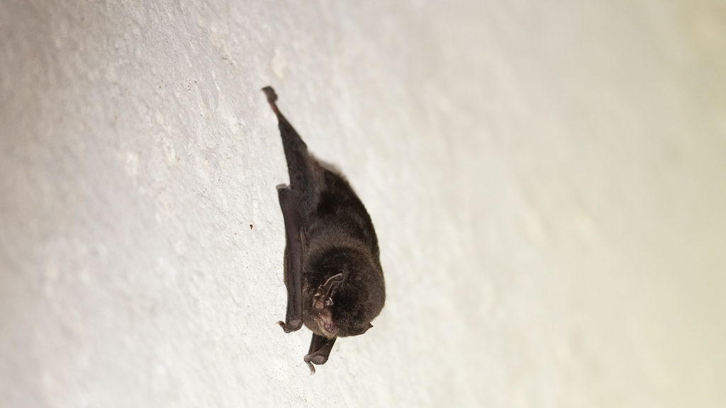 Eastern Bent-winged Bat in January 2024 by maiochiou · iNaturalist