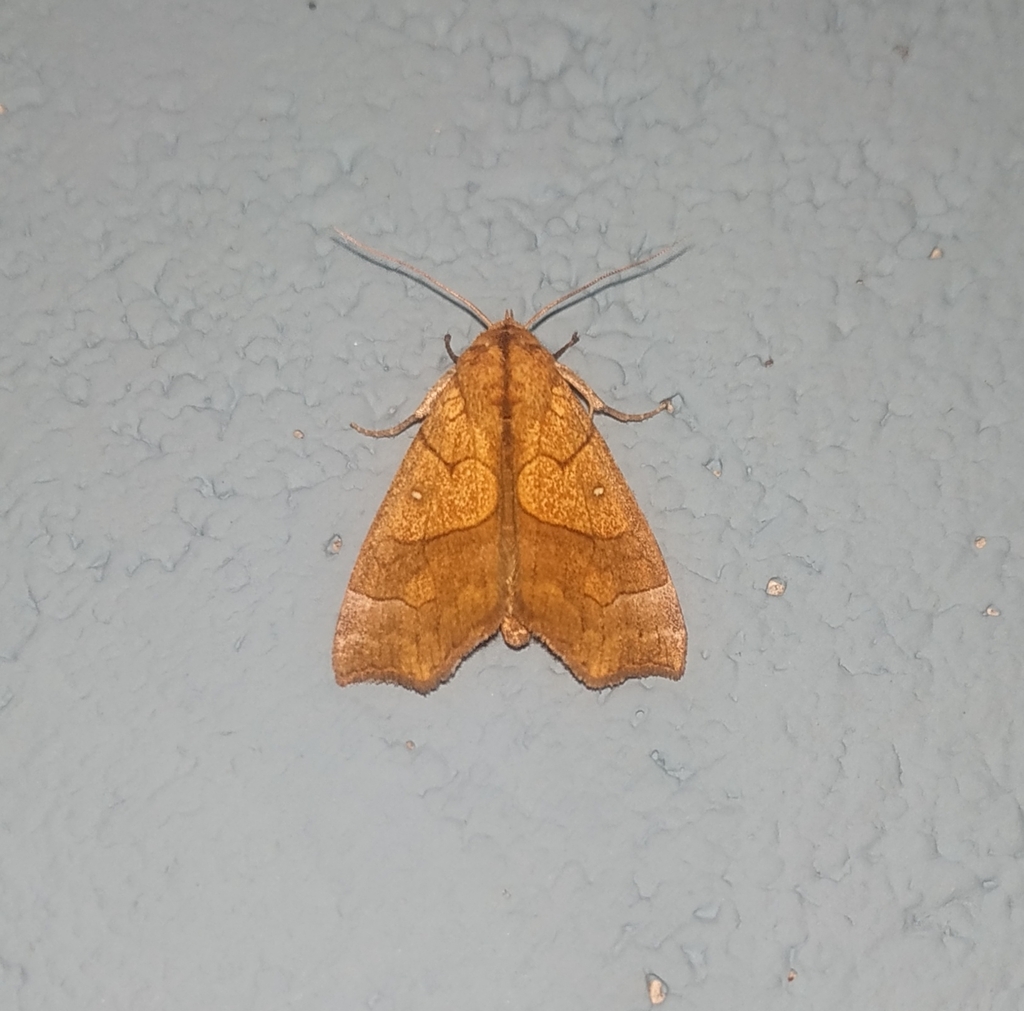 Anomis from Bongal Gaon Bor-Namghar on January 10, 2024 at 05:45 PM by ...