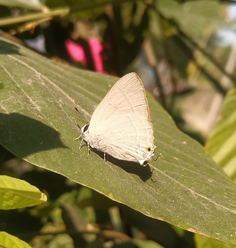 Common Red Flash from Bongal Gaon Bor-Namghar on January 6, 2024 at 11: ...
