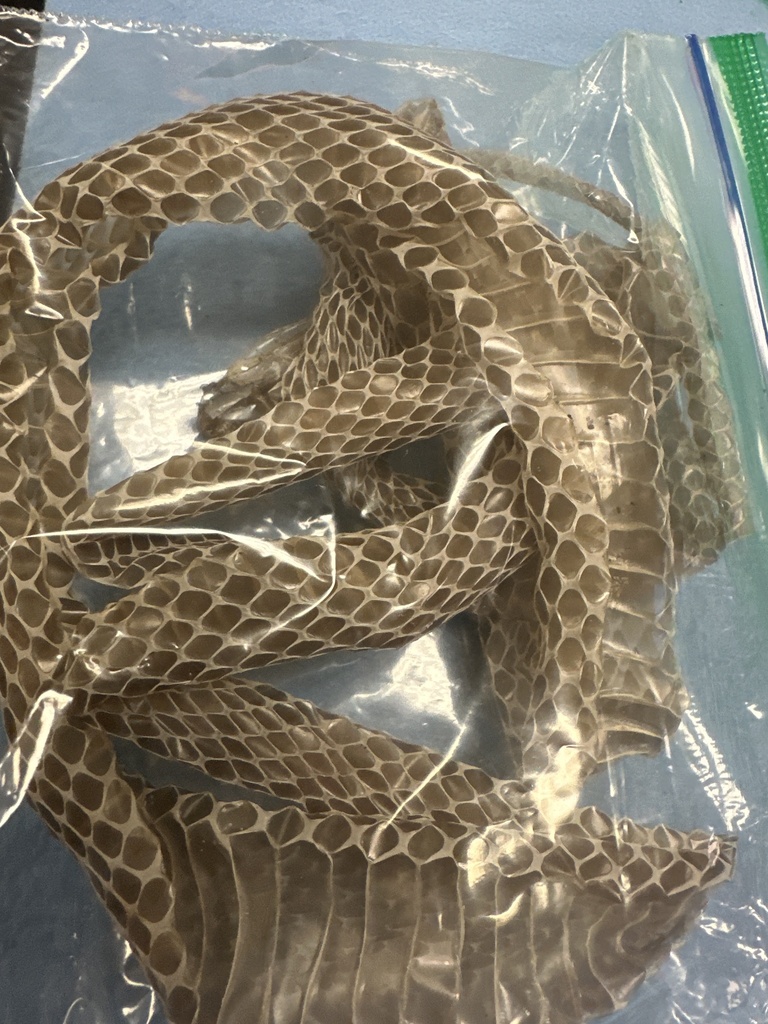 Colubrine Snakes from Huntington Ave, Winter Park, FL, US on January 10 ...