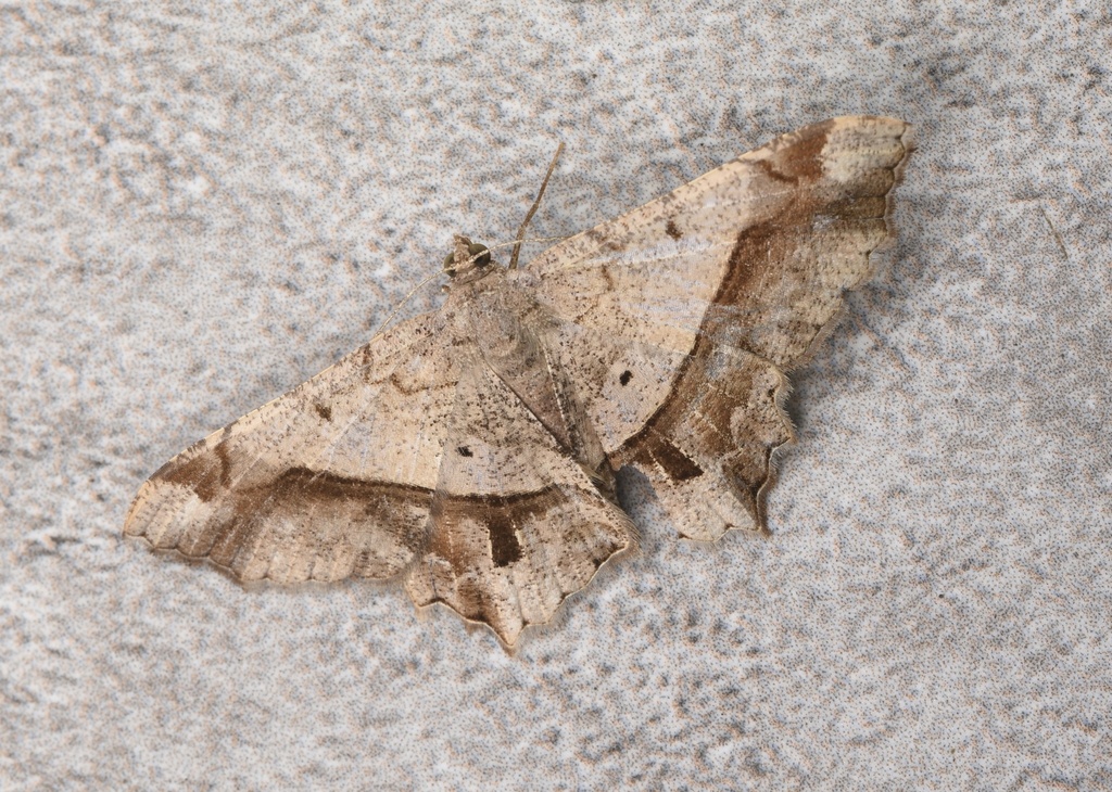 Angle Moths and Allies in January 2024 by 桃子 · iNaturalist