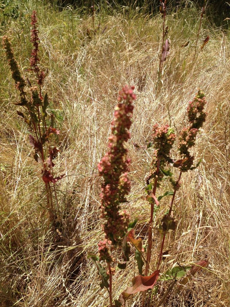 curly dock (Plants of Barr Lake State Park) · iNaturalist