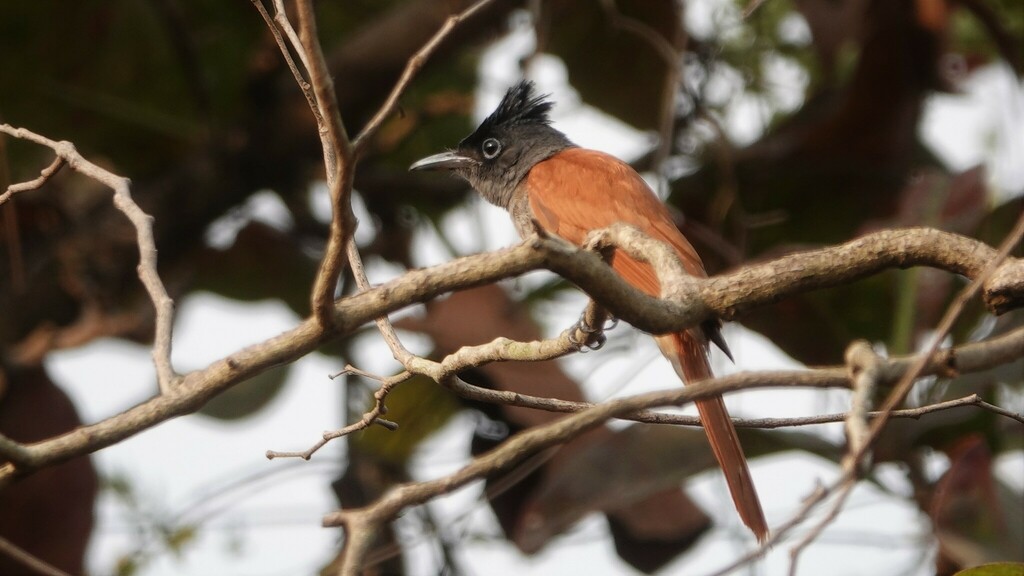 Indian Paradise-Flycatcher from Khatau Estate, Borivali East, Mumbai ...