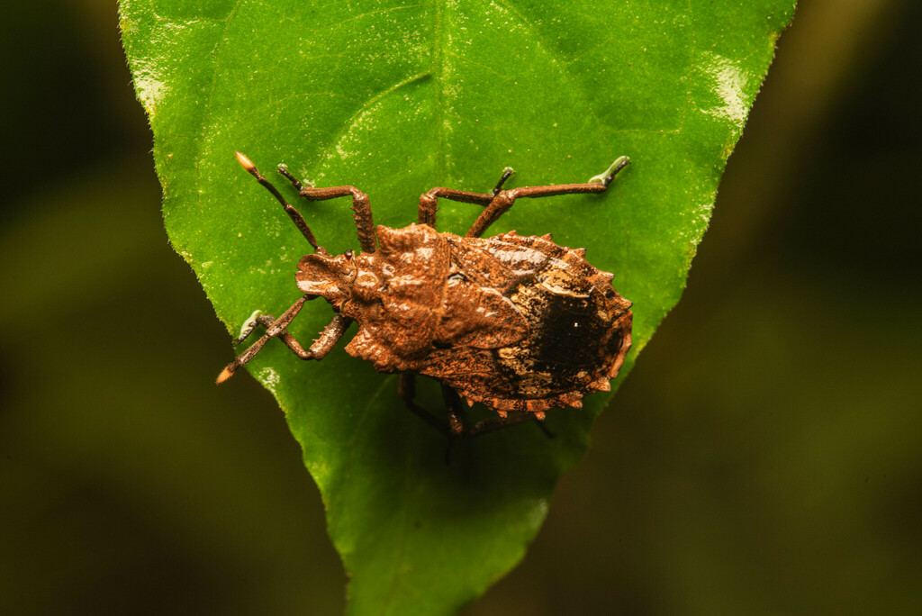 Megymenum in November 2023 by Bob Zakaria · iNaturalist