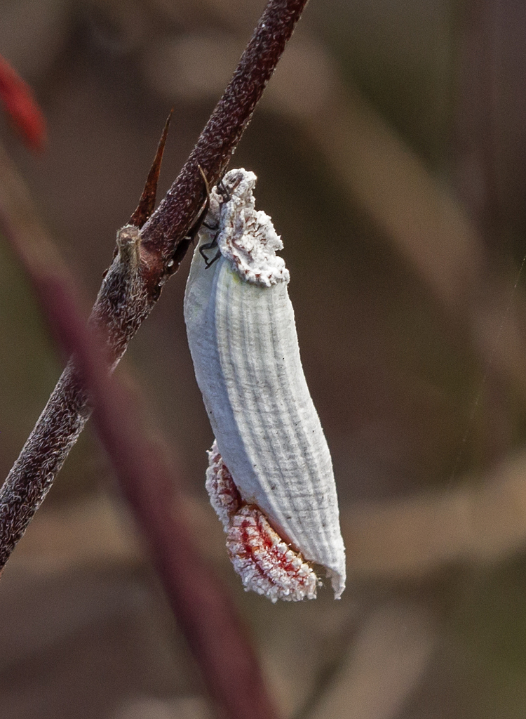 Genista's Giant Scale Insect from Yamato Scrub Natural Area, 701 Clint ...