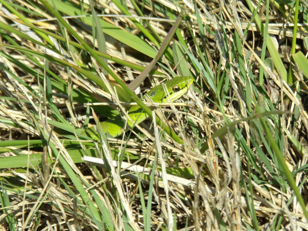 Brazilian Green Racer from Gral. López, Santa Fe, Argentina on October ...