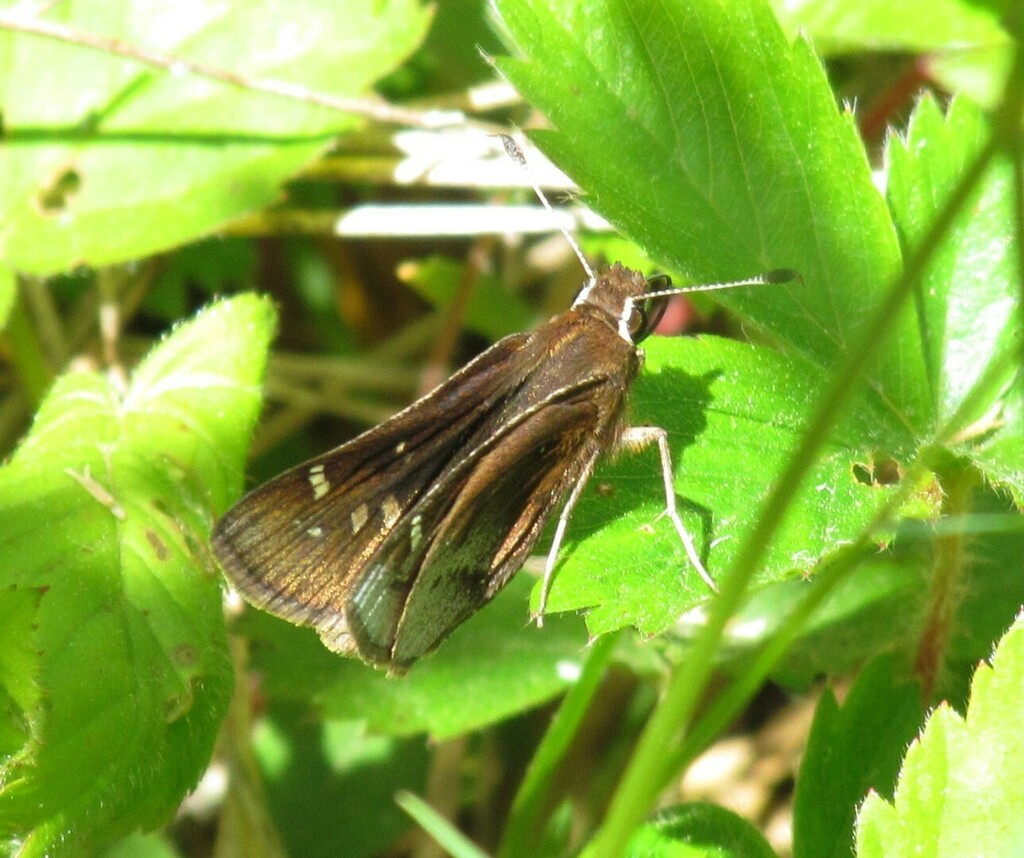 Dusted Skipper in May 2019 by bleppo · iNaturalist