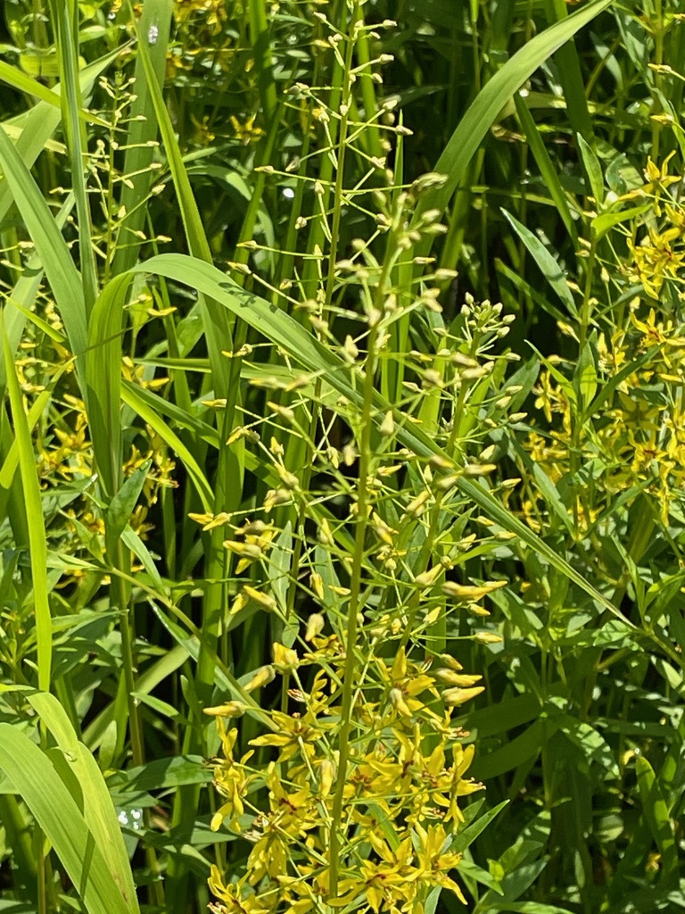 swamp candles from Westford, VT, USA on July 4, 2023 at 10:41 AM by Tom ...