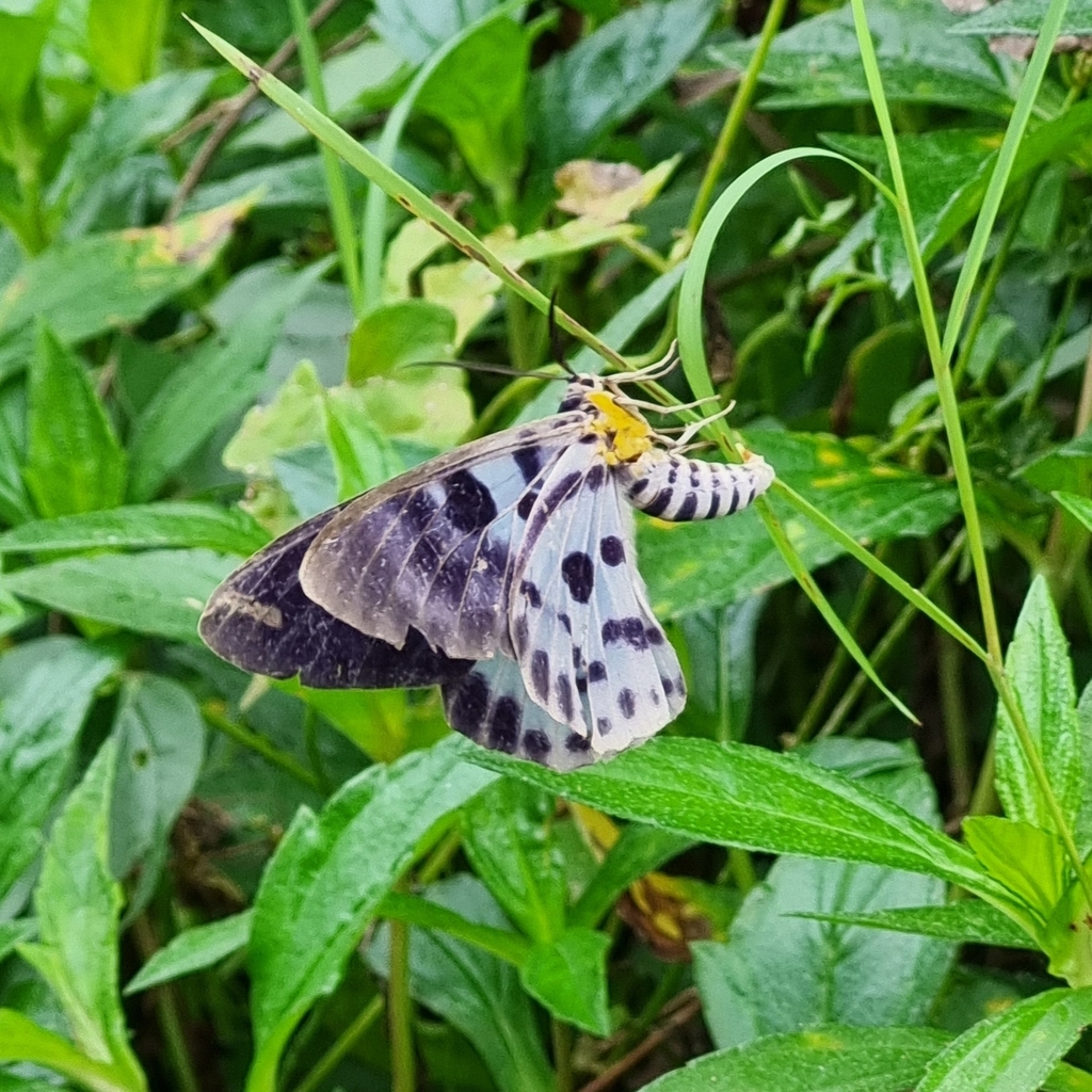 Blue Tiger Moth from Puthanagadi, Kerala, India on January 10, 2024 at ...