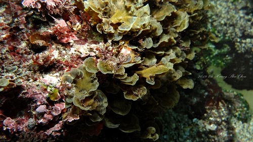 Zonaria diesingiana · iNaturalist