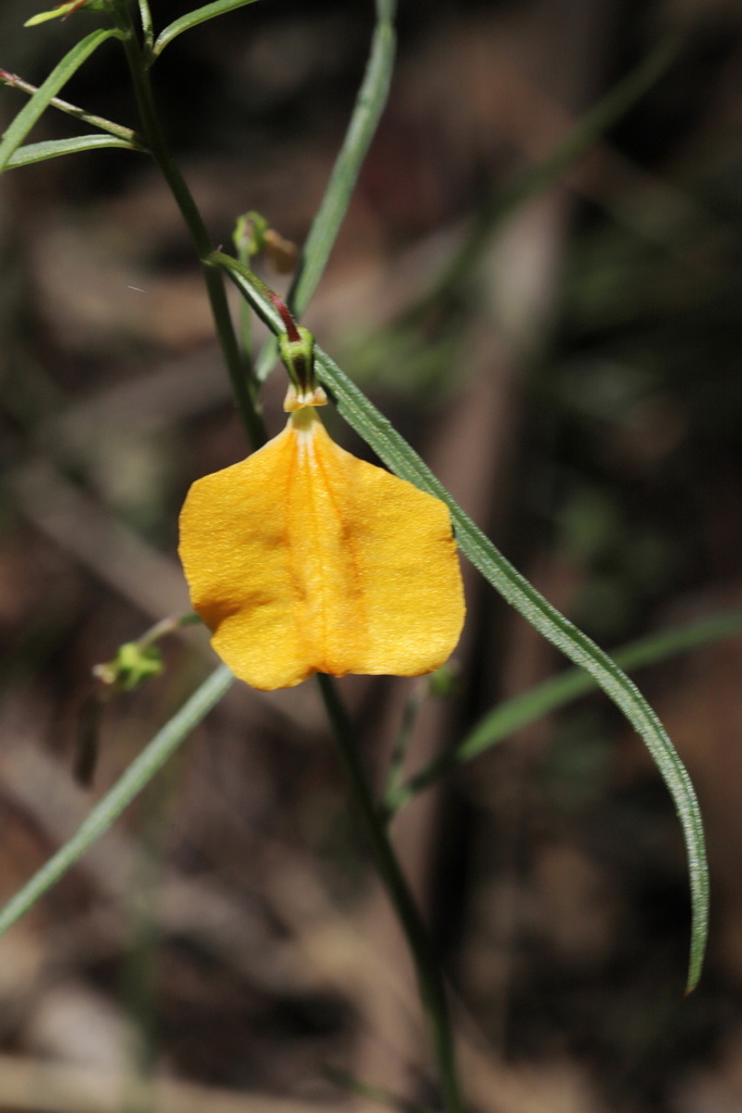 spade flower from Pooh Corner Bushland Reserve, Wacol QLD, Australia on ...